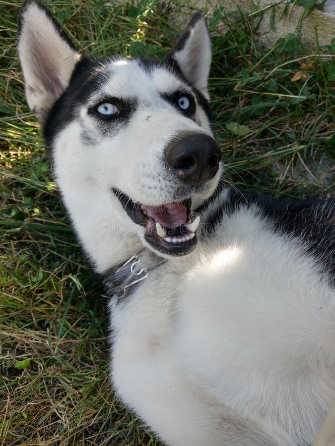 Smiling Husky stock photo. Image of playful, happy, husky - 192135934