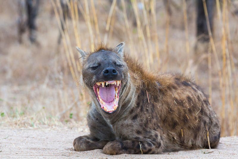 Hyena Cub smiling stock image. Image of eyes, spotted - 5686529