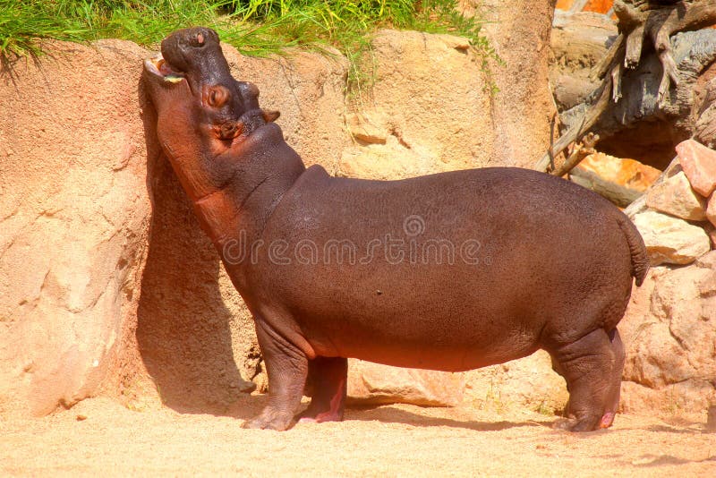 Smiling hyppo stock image. Image of looking, rocks, grass - 60430059