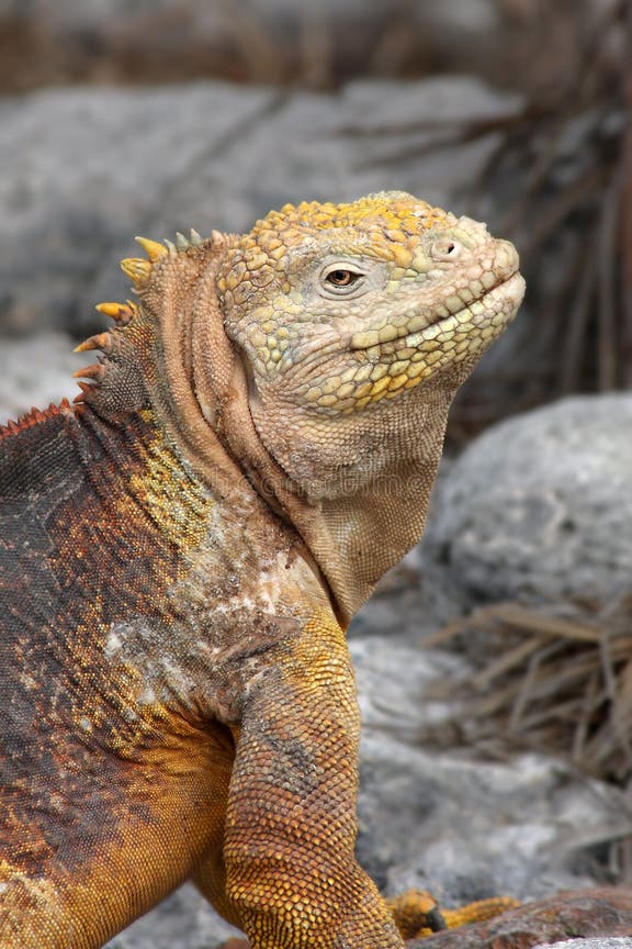 Smiling Iguana stock image. Image of tounge, claws, rock - 12578811