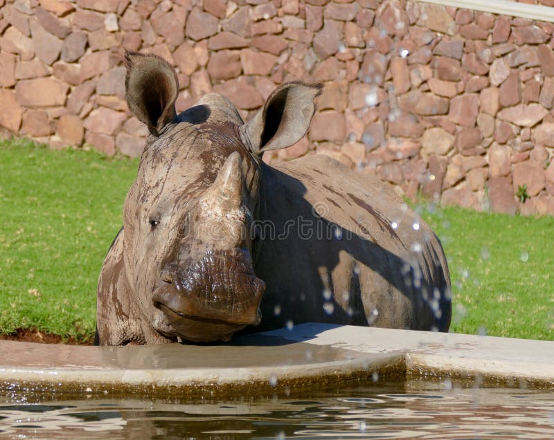 Rhino in the water stock image. Image of head, wildlife - 15339911
