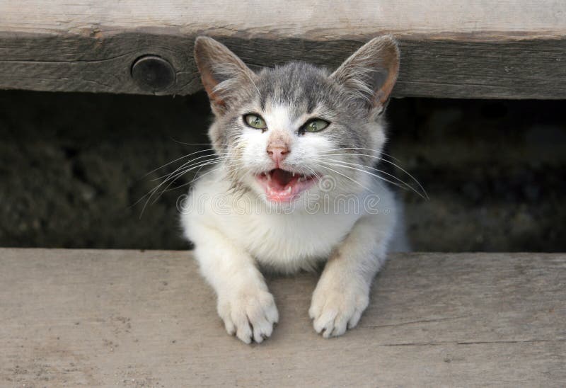 Smiling kitty stock image. Image of smiling, tell, hole - 3685155