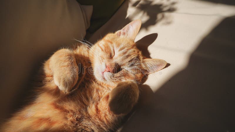 Smiling Kitty stock image. Image of smiling, sleeping - 273036503