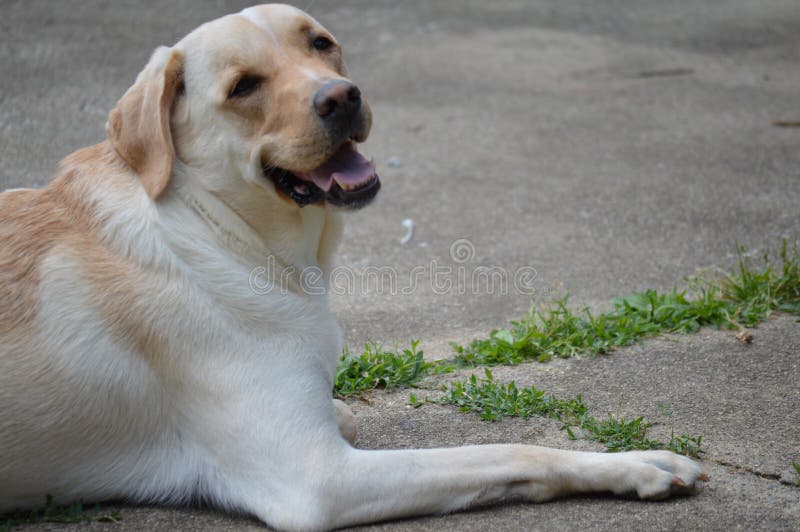 Yellow Lab Laying Down stock photo. Image of labrador - 14768810