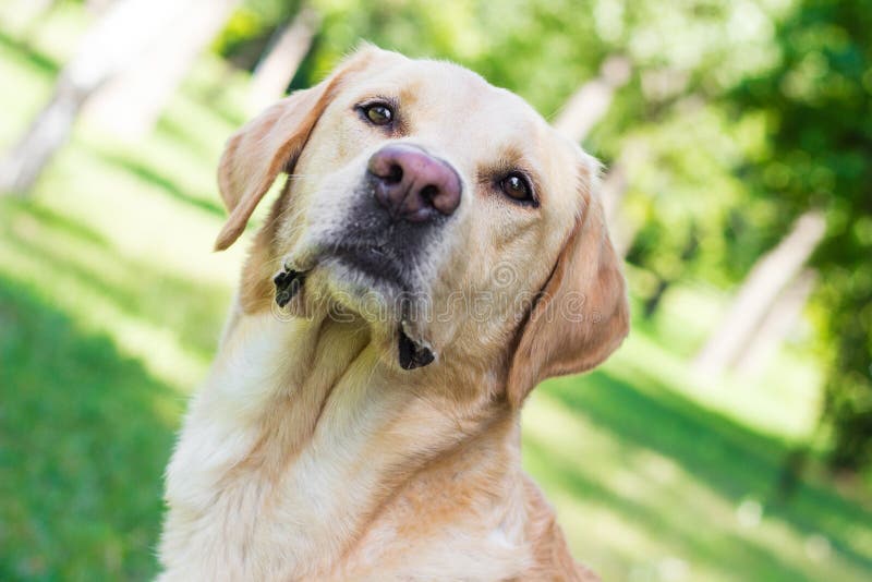 Smiling Labrador Dog in the City Park Stock Image - Image of lifestyles ...