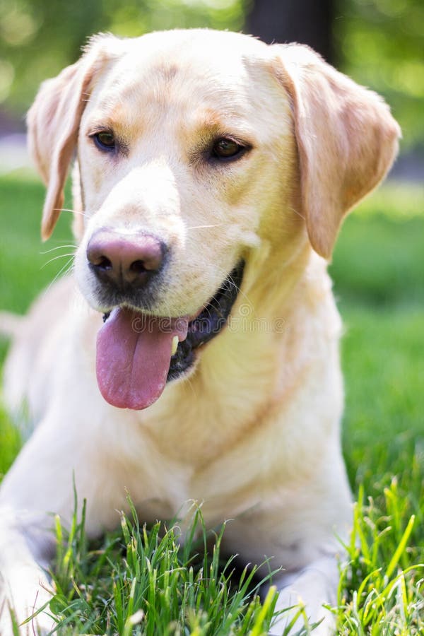 Smiling labrador dog stock image. Image of mouth, beauty - 93298167