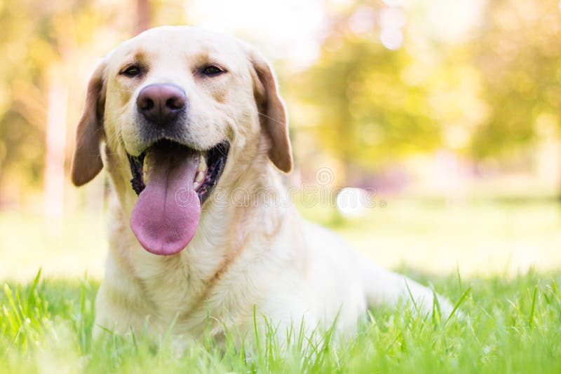 Smiling labrador dog stock photo. Image of nature, ball - 93298352