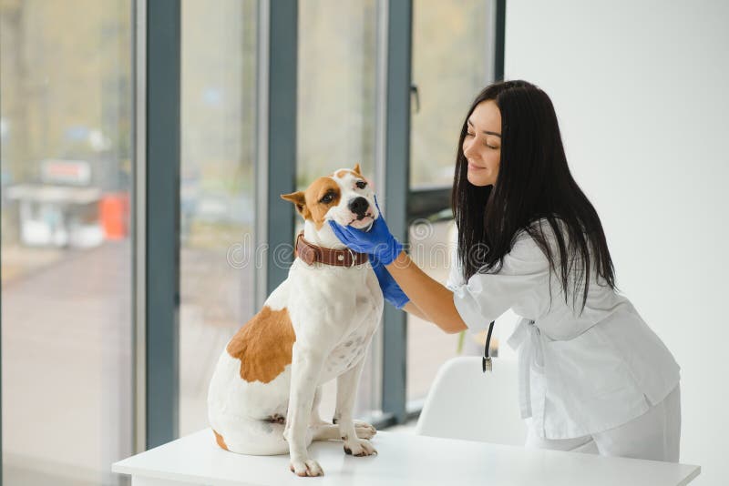 Smiling Lady Veterinary Examining the Dog. Stock Photo - Image of adult ...
