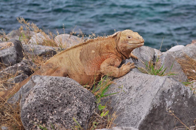 Smiling land iguana stock photo. Image of rest, yellow - 54795458