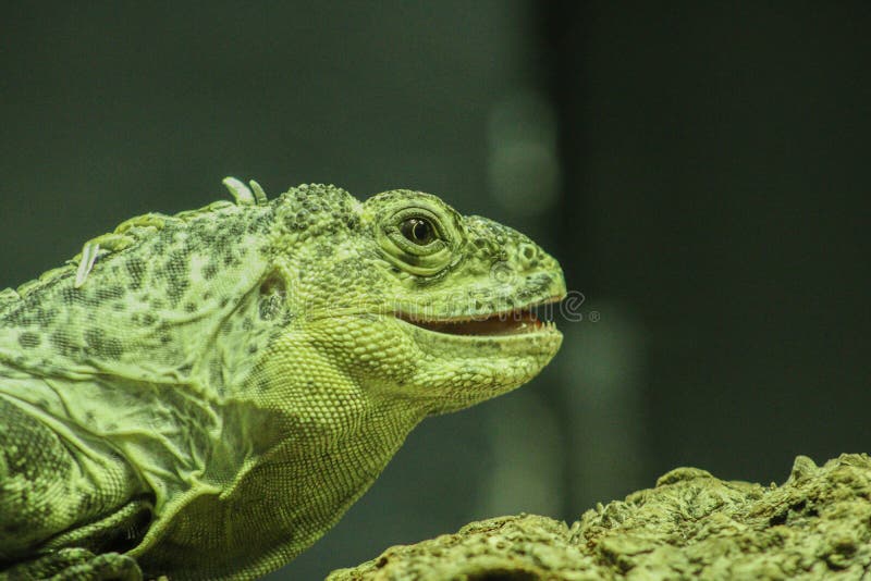 Smiling Lizard Closeup - London Zoo Stock Photo - Image of turtle ...