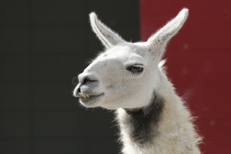 Smiling Llama stock image. Image of friendly, smiling, farm - 349095