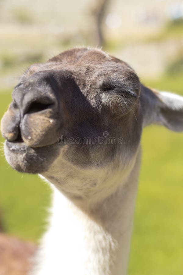 678 Smiling Llama Stock Photos - Free & Royalty-Free Stock Photos from ...