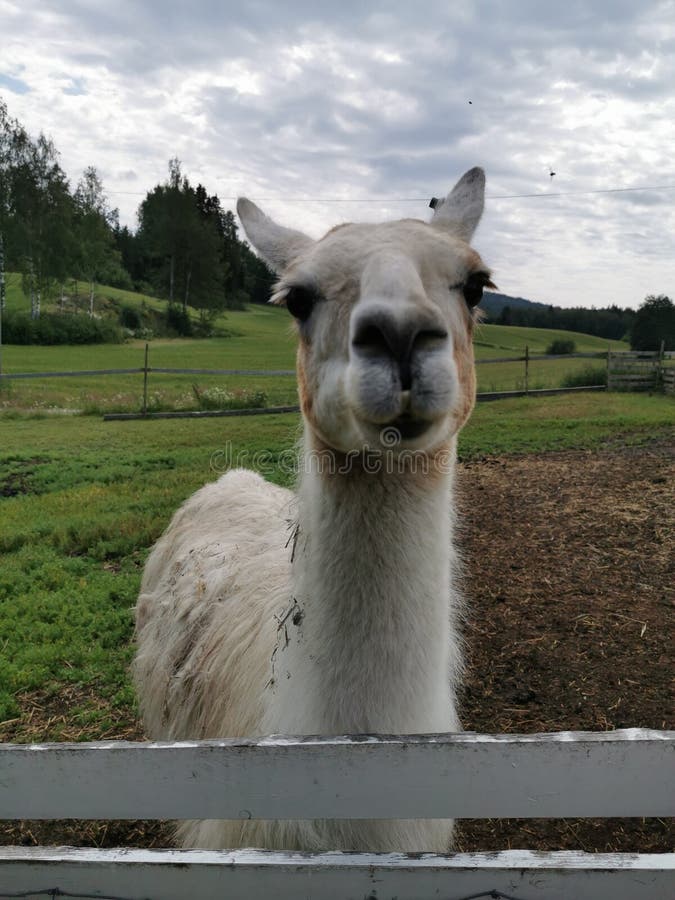 680 Smiling Llama Stock Photos - Free & Royalty-Free Stock Photos from ...