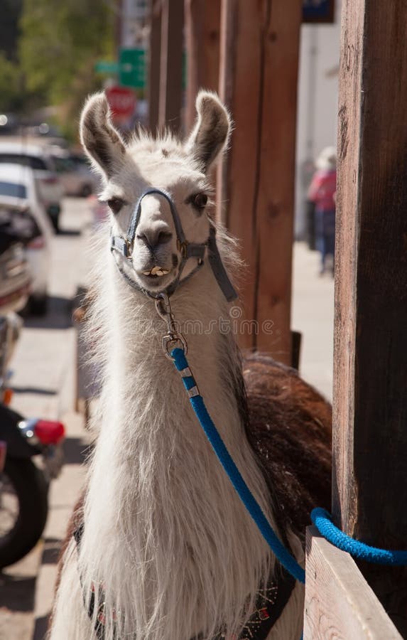 680 Smiling Llama Stock Photos - Free & Royalty-Free Stock Photos from ...
