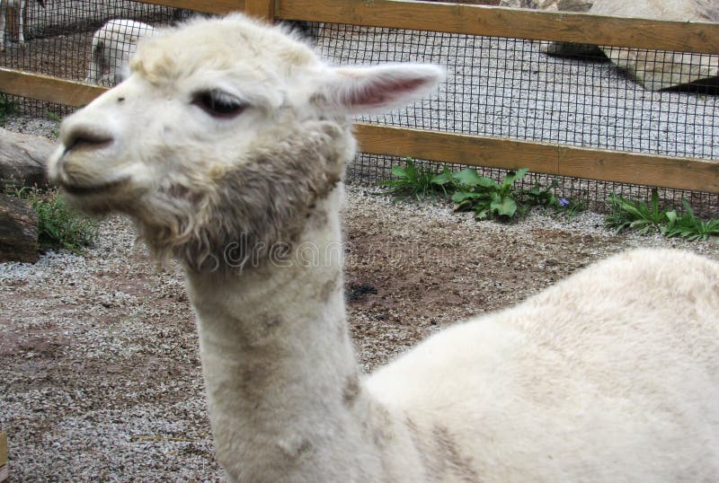 645 Smiling Llama Stock Photos - Free & Royalty-Free Stock Photos from ...