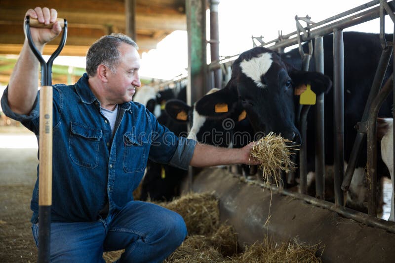 981 Farm Worker Feeding Cows Stock Photos - Free & Royalty-Free Stock ...
