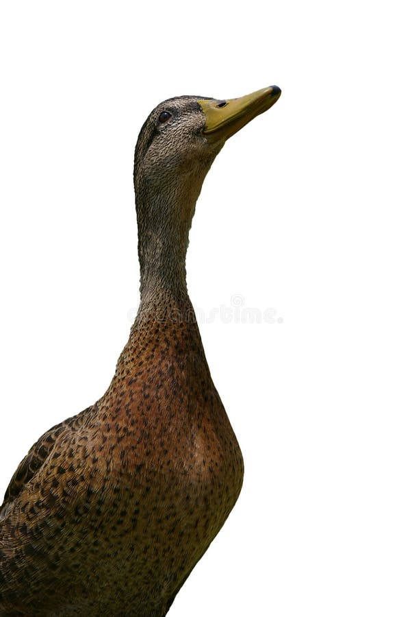 Smiling Mallard Looking To the Skys Stock Photo - Image of white, anas ...