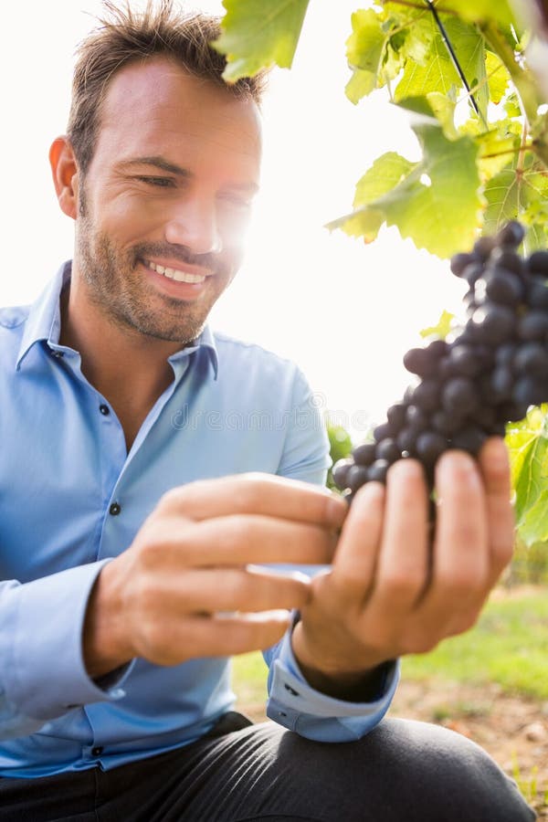 Smiling Man Touching Grapes at Vineyard Stock Image - Image of ...