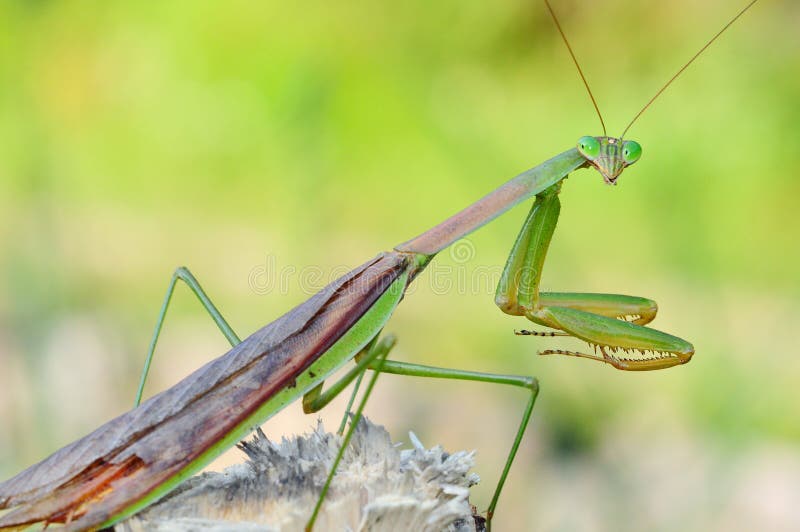 Sad dog stock photo. Image of security, abandoned, kennel - 28699614
