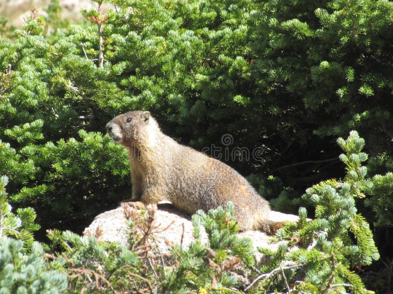 Smiling Marmot stock photo. Image of tundra, conifer - 23389370