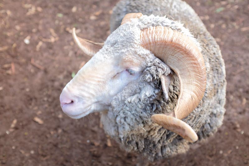 Saxon Merino Ram stock photo. Image of sheep, livestock - 34059606
