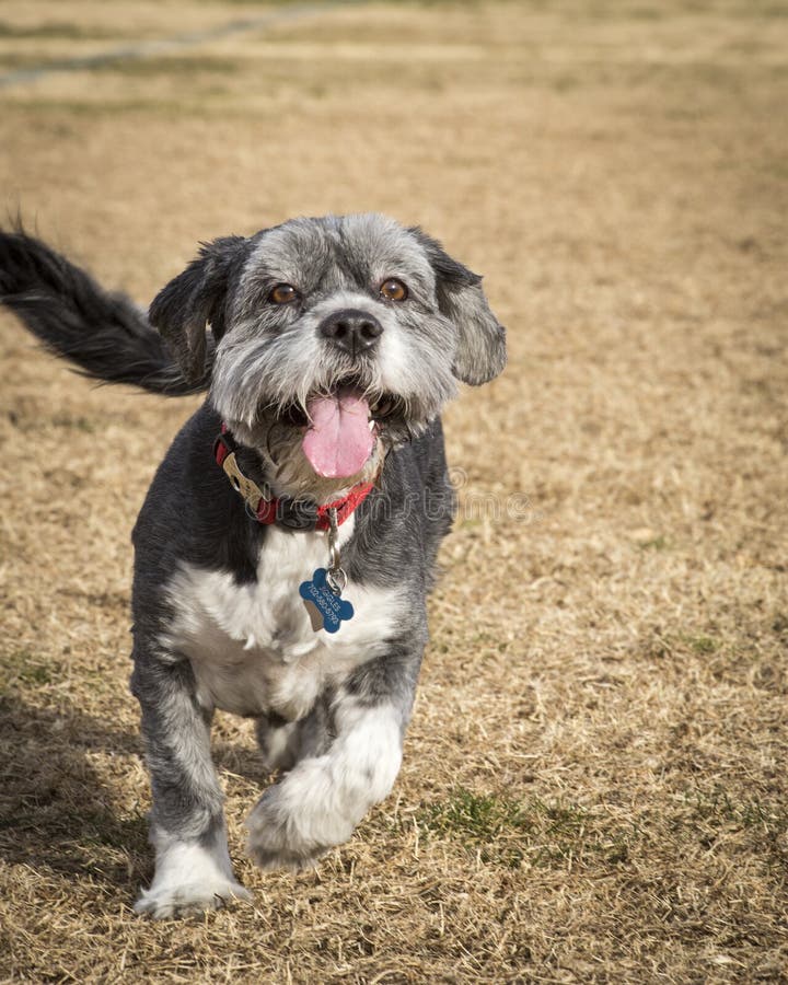 Smiling Mixed Breed Terrier Running Stock Image - Image of animal ...