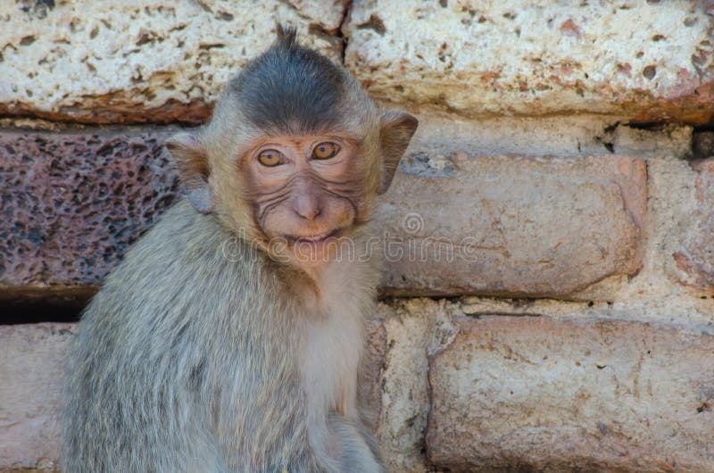 Smiling Monkey stock image. Image of forest, macaque - 42735329