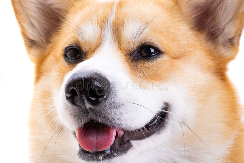 Smiling Muzzle of Pembroke Welsh Corgi Close-up Stock Image - Image of ...