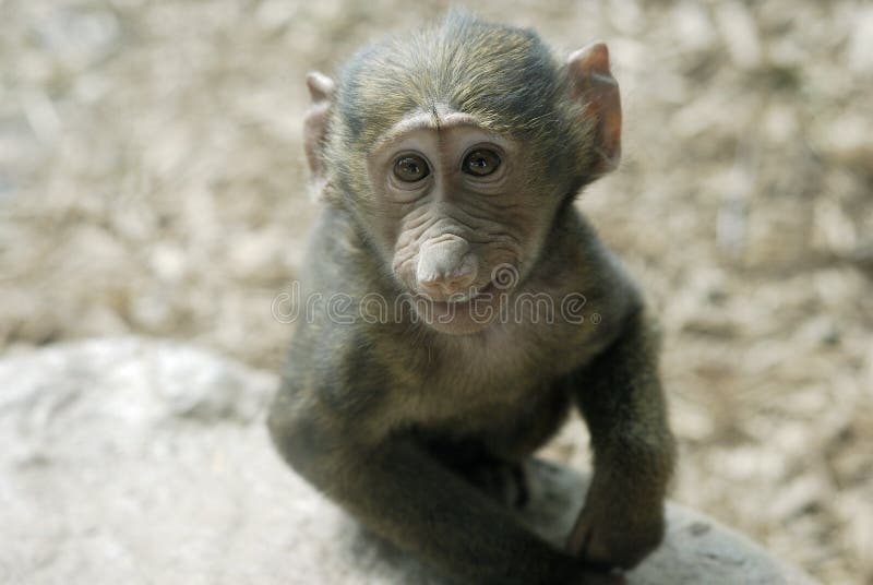 Olive Baboon with a baby stock image. Image of fauna - 53825275