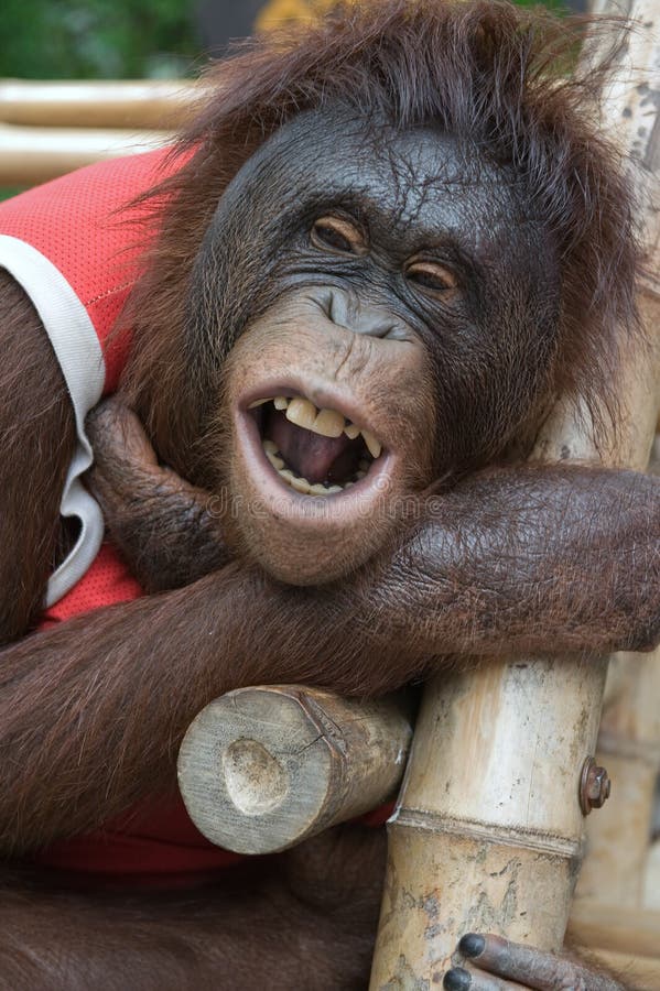 The Smiling Orangutan. stock image. Image of facial, smiling - 16867833