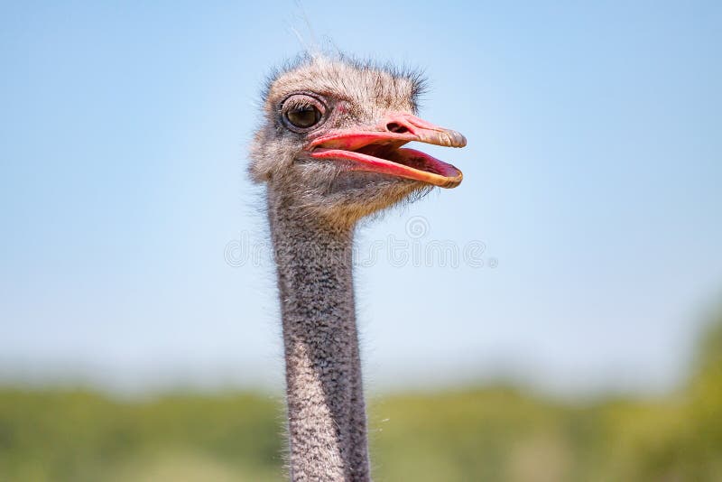 811 Smiling Ostrich Stock Photos - Free & Royalty-Free Stock Photos ...