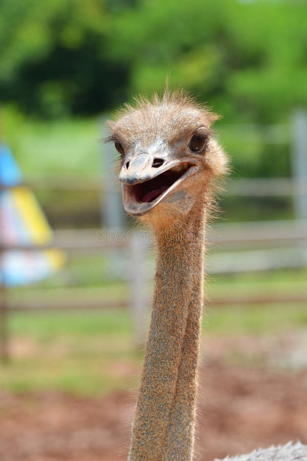 Smiling ostrich stock photo. Image of camelus, farm, single - 55301246