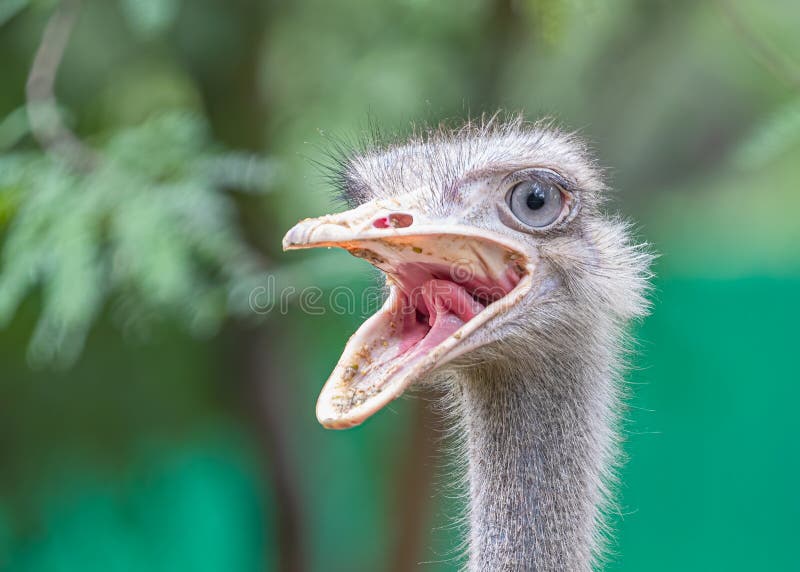 A Smiling ostrich in field stock image. Image of closeup - 245990459