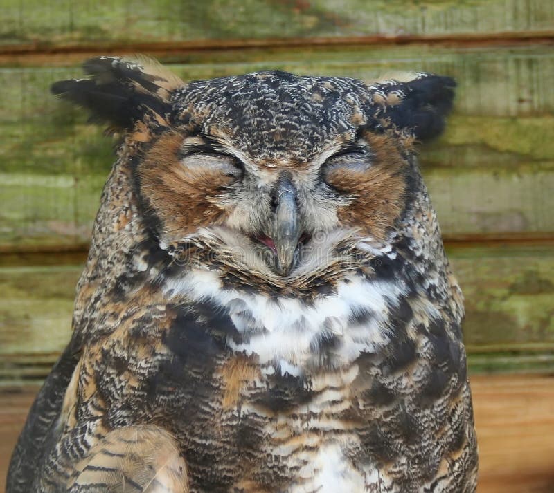 Smiling Owl Picture. Image: 1413580