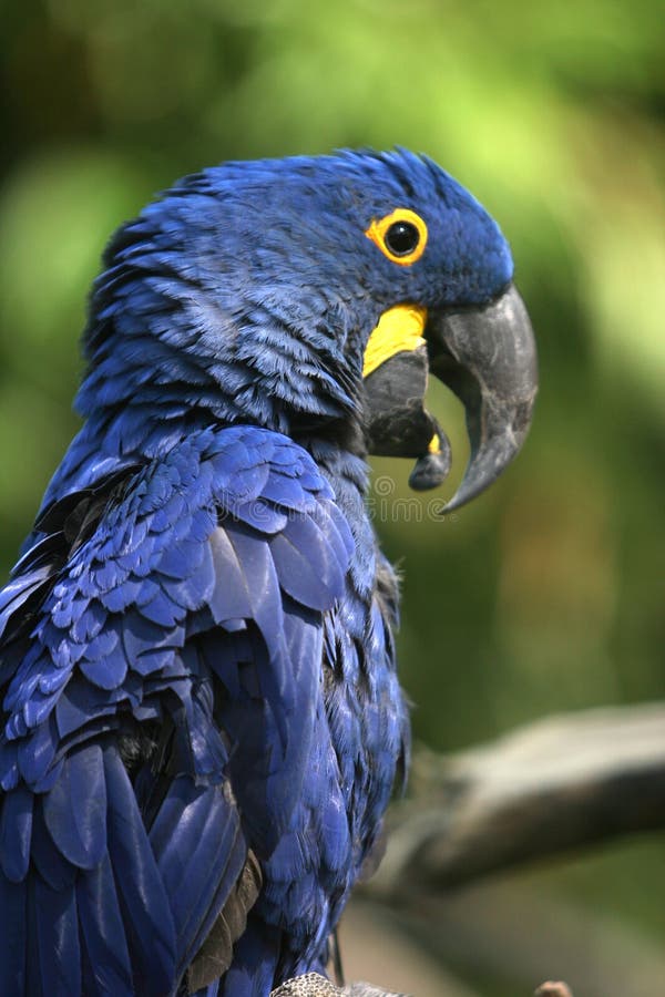 Blue Parrots stock image. Image of america, amazon, yellow - 20408737