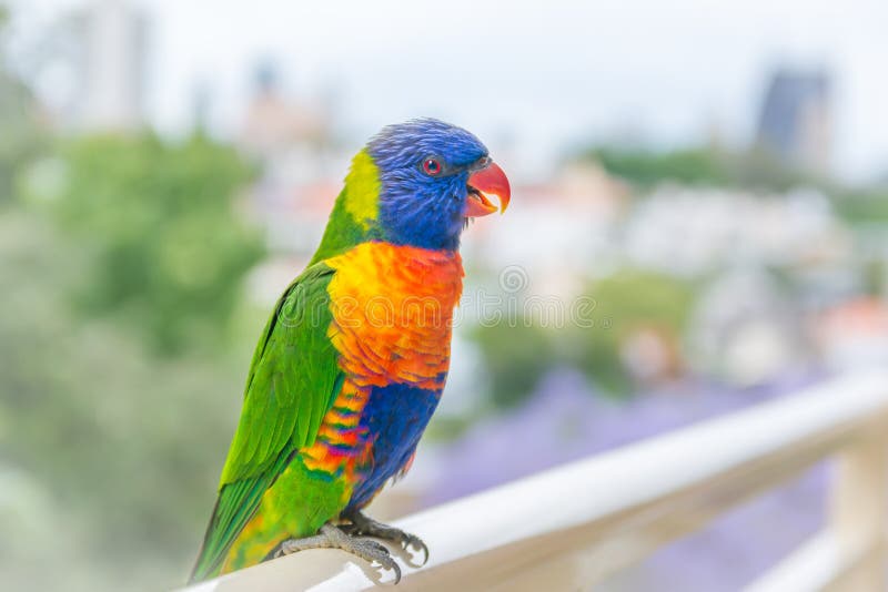 Smiling parrot stock image. Image of rainbow, nature - 76591573