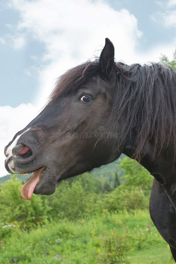 Percheron Draft Horse Making a Funny Face Stock Image - Image of equine ...