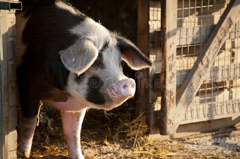 Pig face side stock photo. Image of black, face, close - 54487902