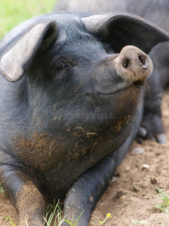 Smiling Pig Wallpaper