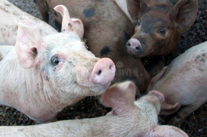 Smiling Pig stock image. Image of curious, swine, cute - 27653217