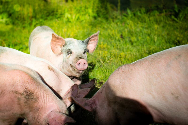 193 Smiling Fat Pig Photos - Free & Royalty-Free Stock Photos from ...