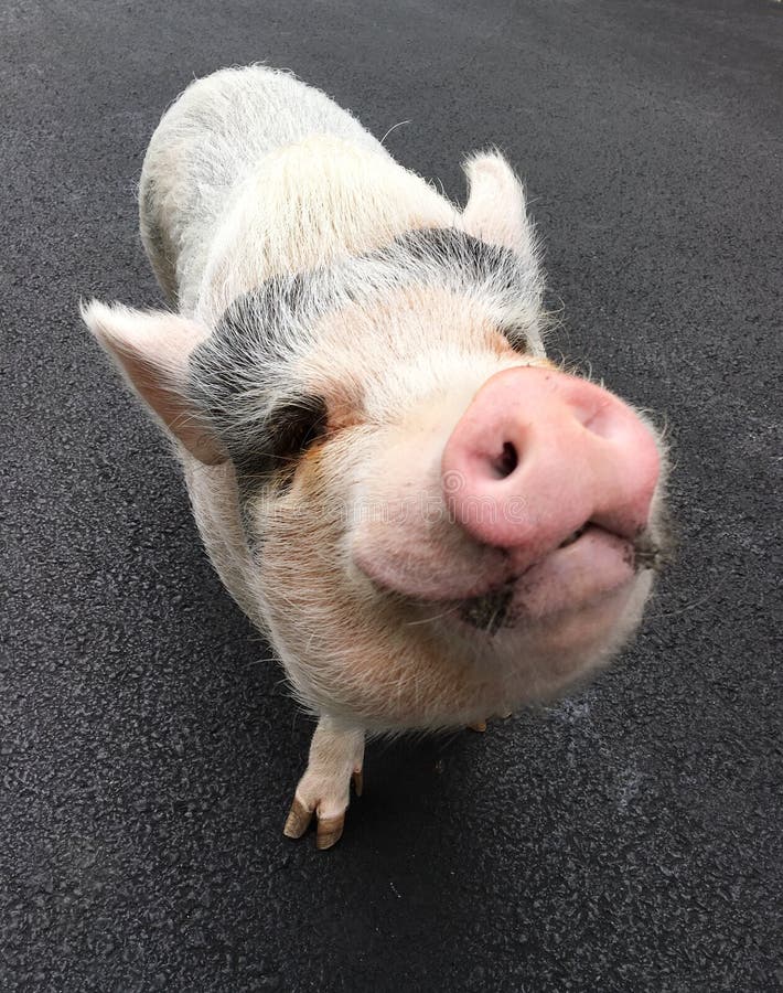 Smiling Pig stock image. Image of pigs, funny, cute, suffolk - 24509099