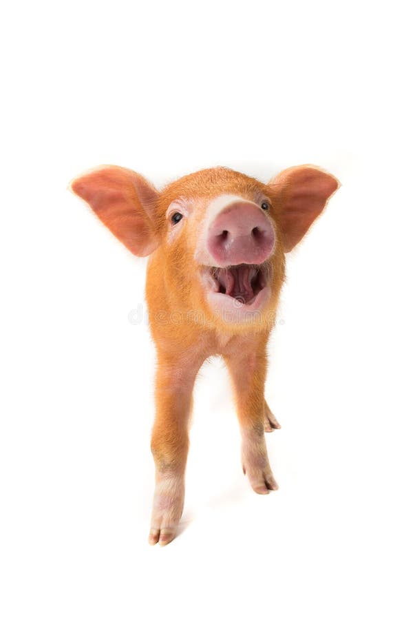 Smiling Piglet Isolated on White Stock Image - Image of animals, happy ...