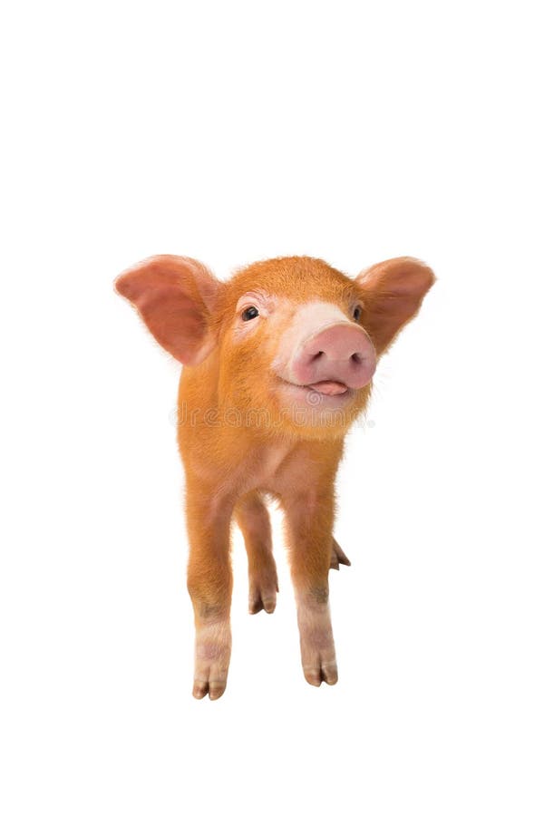 Smiling Piglet