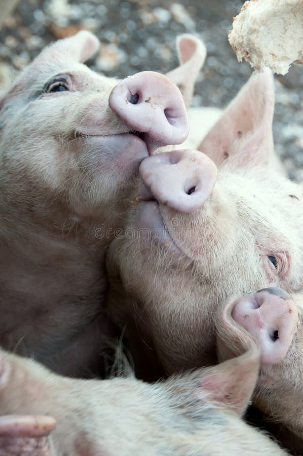 Smiling Pigs stock image. Image of animal, domestic, swine - 27653213