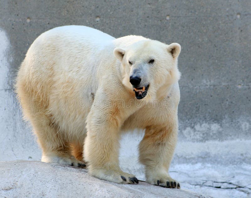 Smiling Polar Bear
