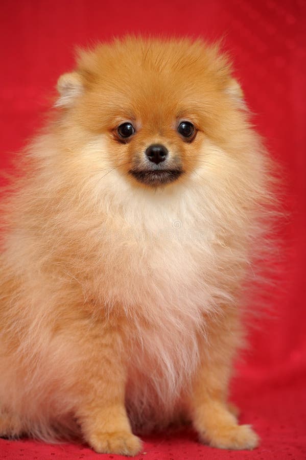 Smiling pomeranian dog. stock photo. Image of beige, cheerful - 37997438