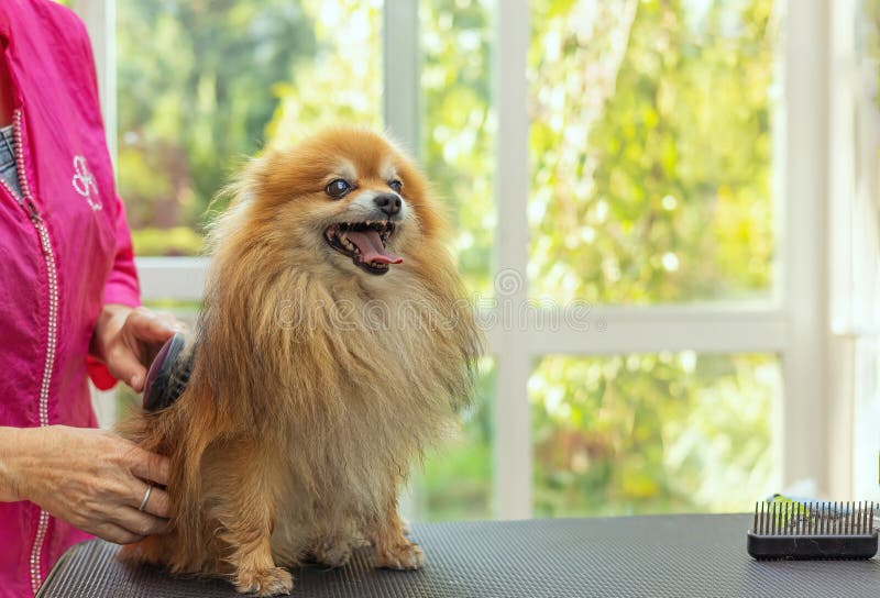 Smiling Pomeranian Dog is Combed Standing on the Table Stock Photo ...