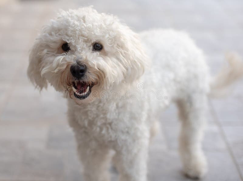 Smiling Poodle stock photo. Image of look, animal, teeth - 217991180