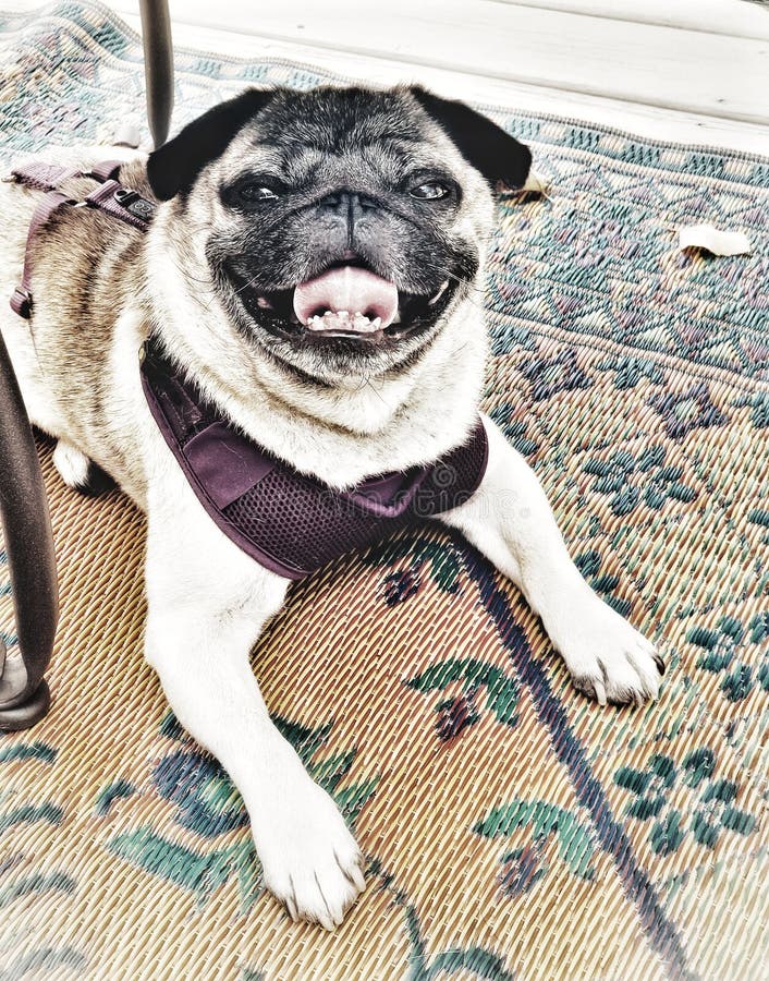 Smiling Pug Dog stock image. Image of puppy, hound, terrier - 249904195